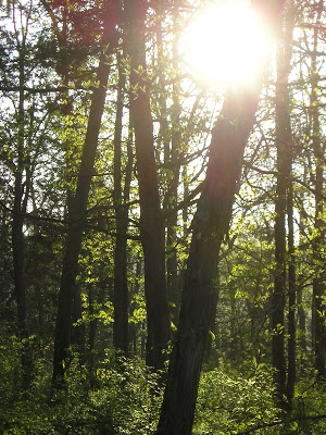 A Sunrise Among a Cedar Glade - Growing The Home Garden