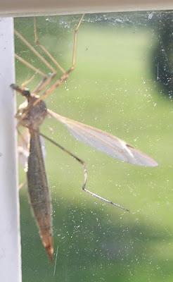 The Crane Fly - Growing The Home Garden