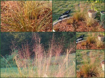 Muhly Grass (Muhlenbergia capillaris) - Growing The Home Garden
