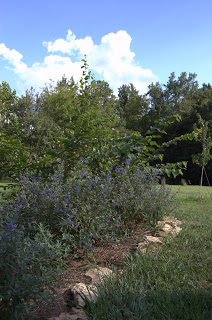 Caryopteris for September Blues (Fall Flowers) - Growing The Home Garden