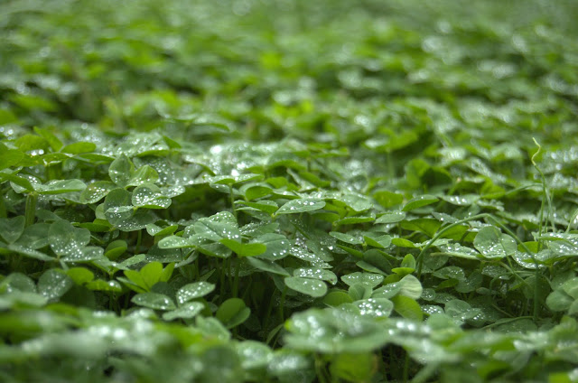 Raindrop Garden Photography - Growing The Home Garden