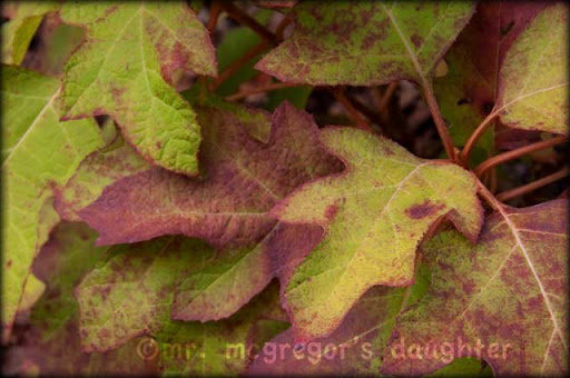 The First Colors of Fall - The Fall Color Project 2010 - Growing The ...