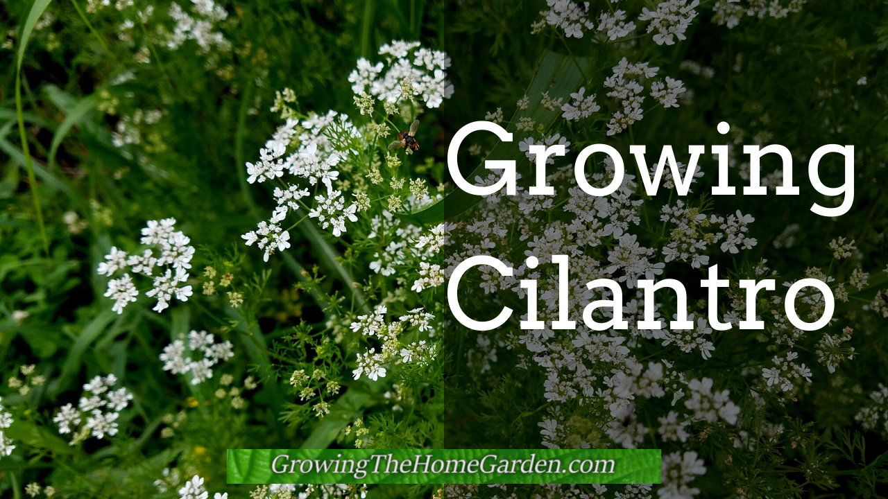 Tips for Growing Cilantro - Growing The Home Garden