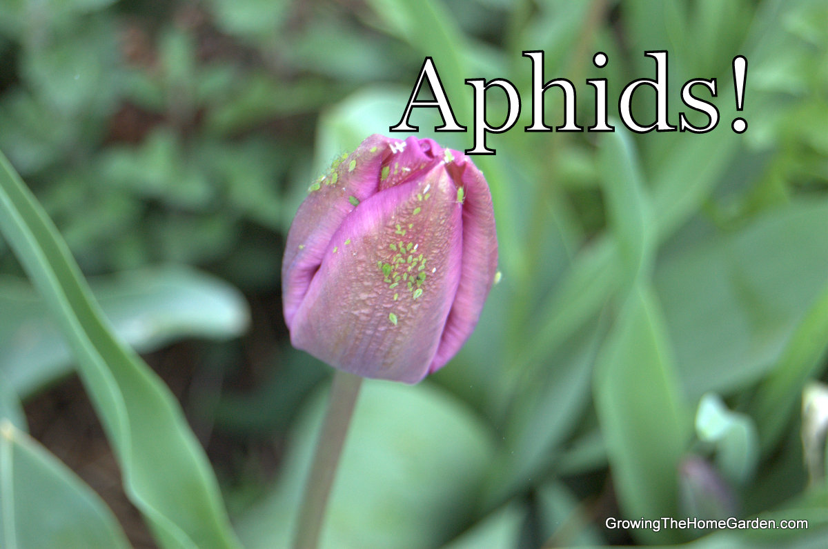 5 Methods to Control Aphids - Growing The Home Garden