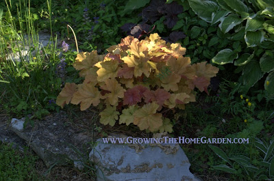 How to Grow Heucheras (Coral Bells) from Seed - Growing The Home Garden