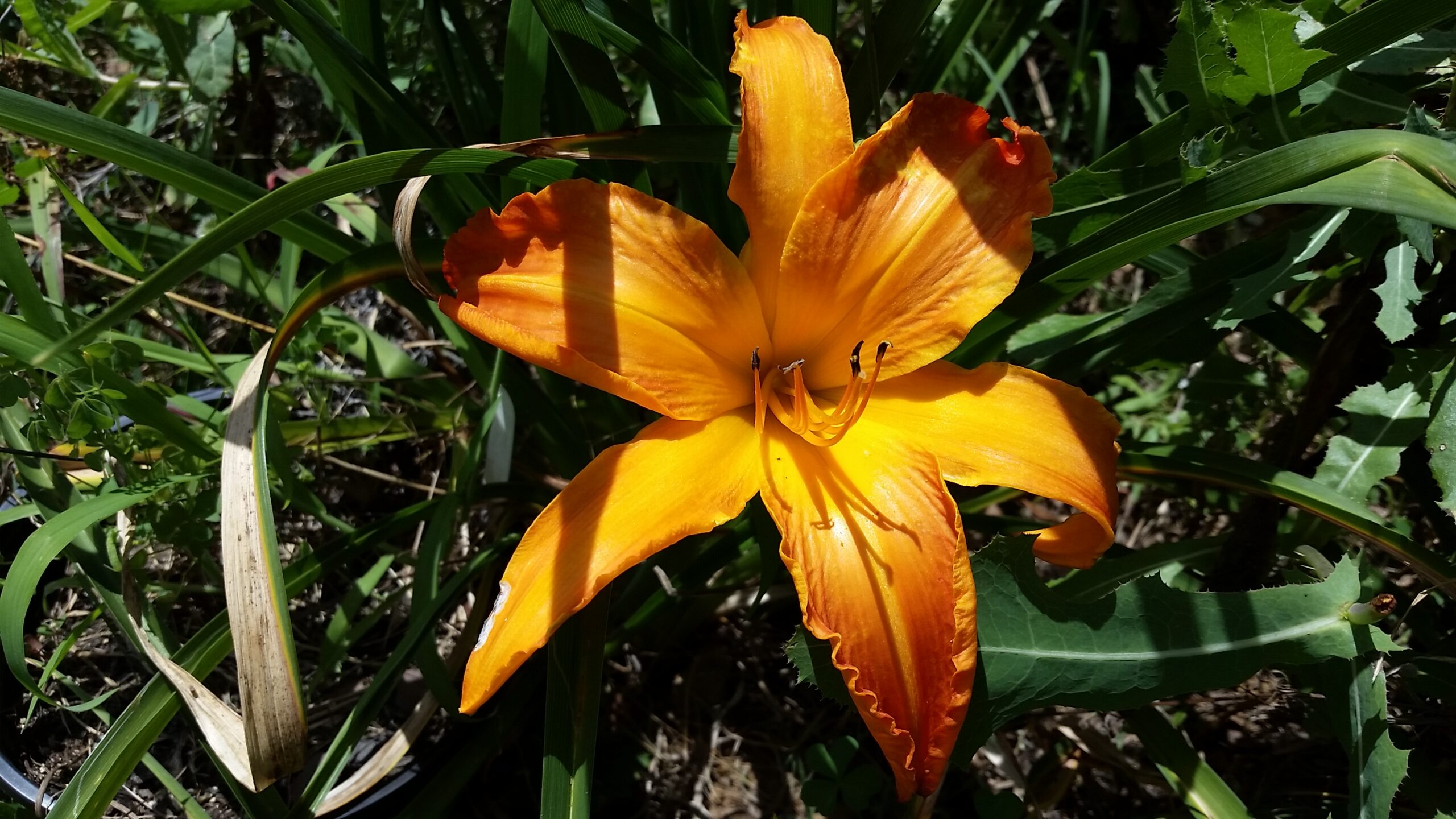 Daylilies in Bloom: Daylily Hybridizing and Dividing