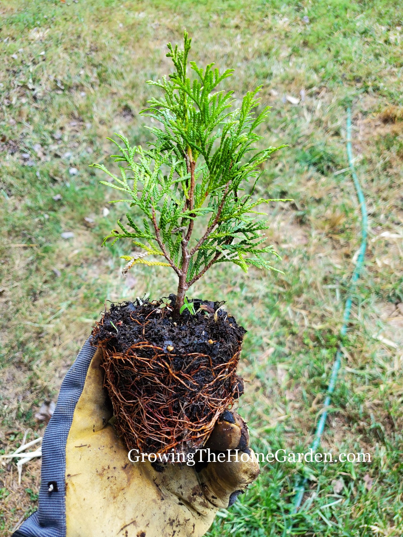 Propagating Arborvitae From Cuttings Growing The Home Garden