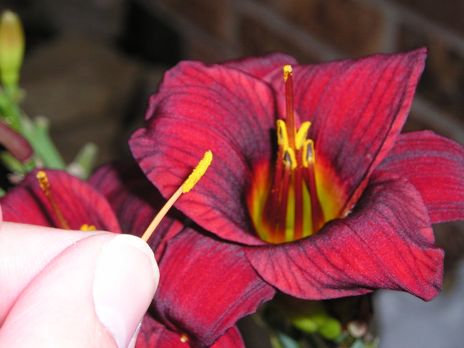 Daylily Hybridizing: My First Attempt - Growing The Home Garden