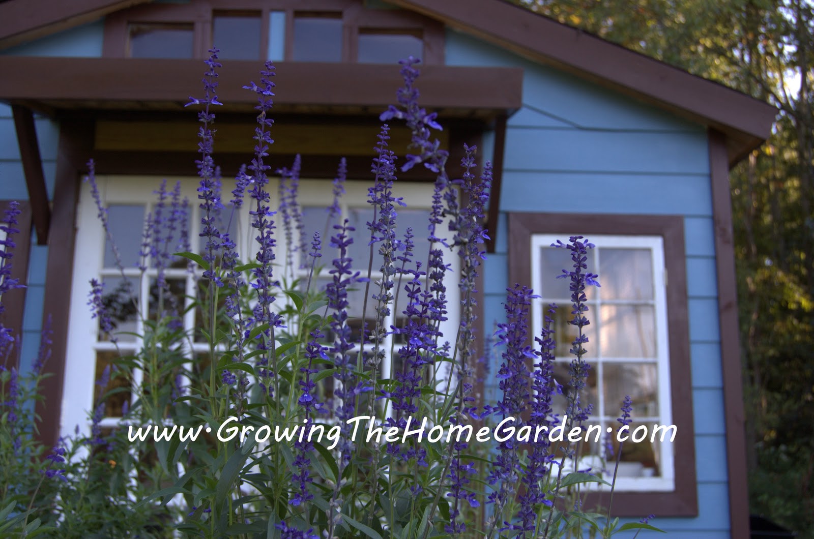 The Salvias of Fall in my Garden - Growing The Home Garden