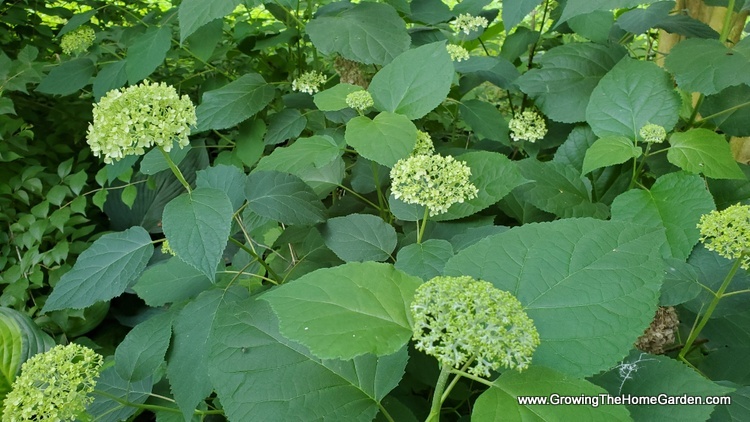 When to Prune Hydrangeas - Growing The Home Garden
