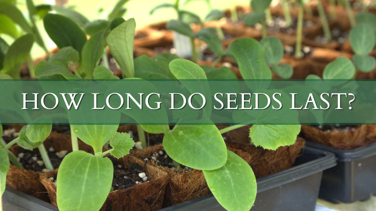 How Long Do Seeds Last? (Seed Viability) - Growing The Home Garden