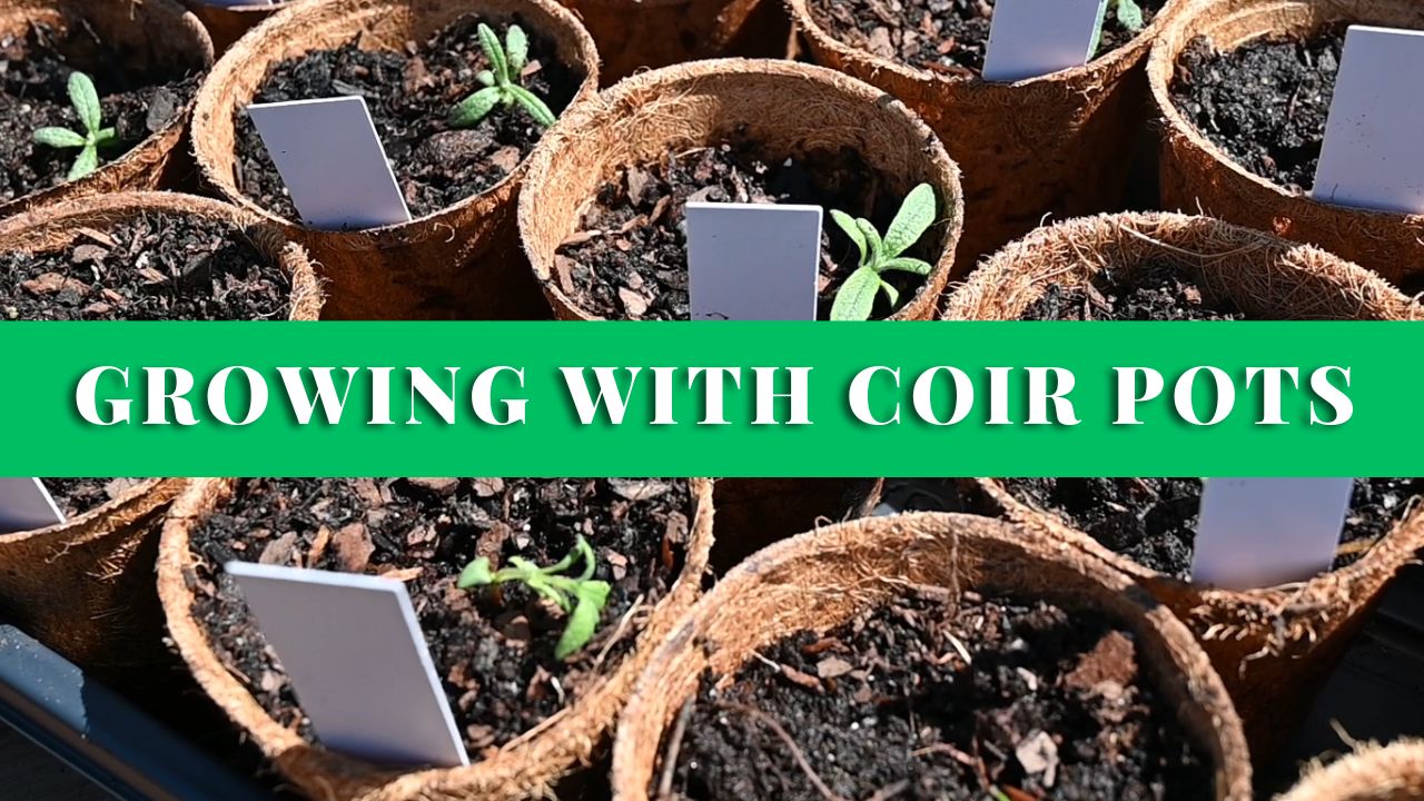 Coir Pots: The Pros and The Cons - Growing The Home Garden