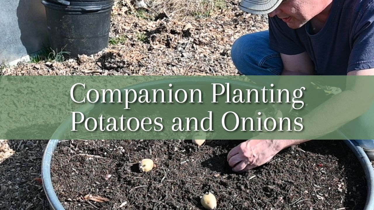 Why Planting Onions and Potatoes Together Makes Sense - Growing The ...