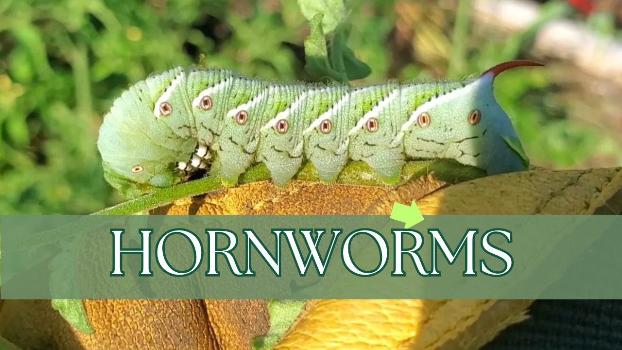 What Does A Tobacco Hornworm Turn Into
