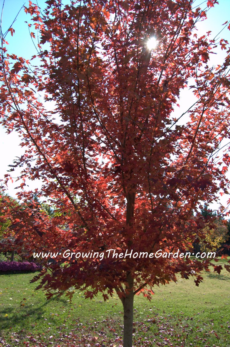 Maple Varieties and Fall Color - Growing The Home Garden