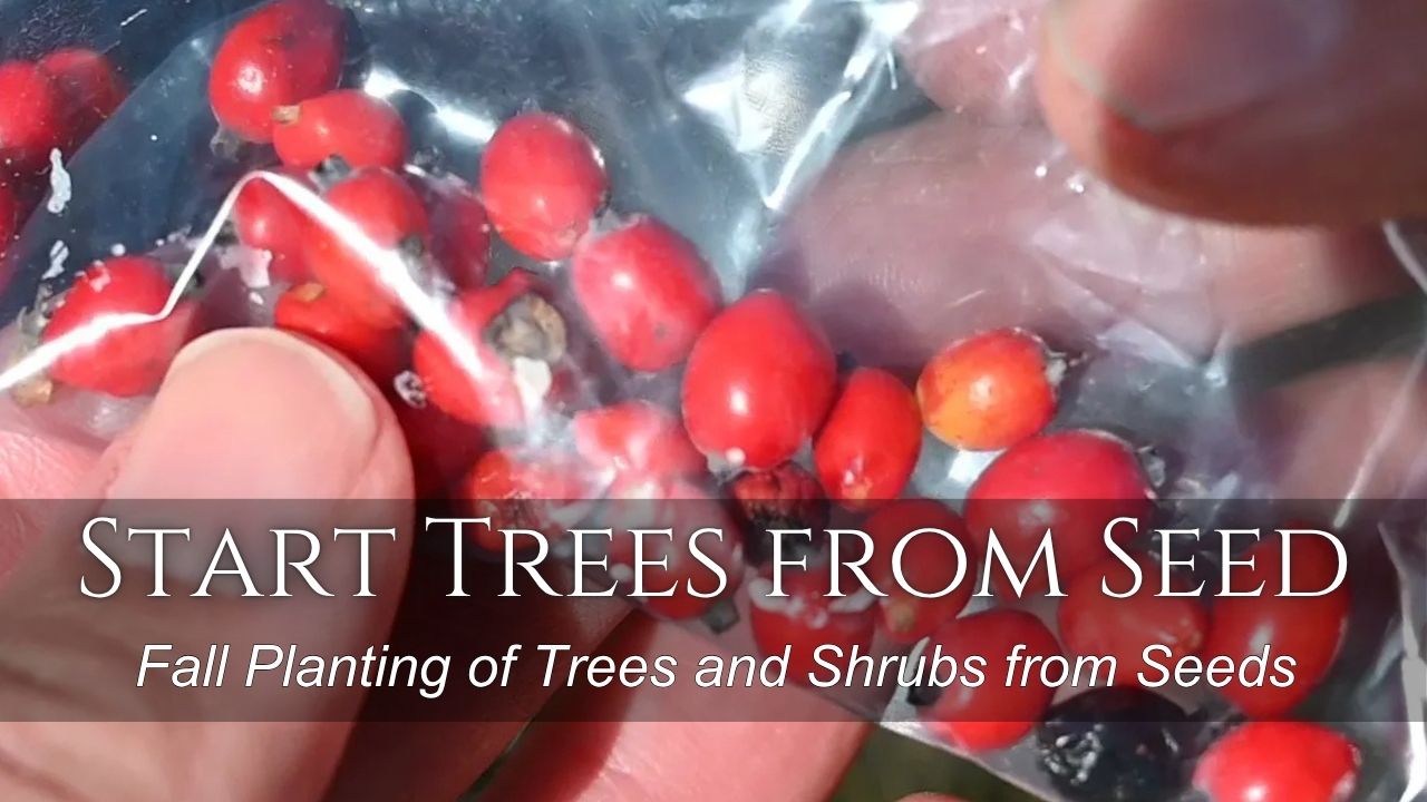 How to Start Tree and Shrub Seeds in the Fall (Seed Prep) - Growing The ...